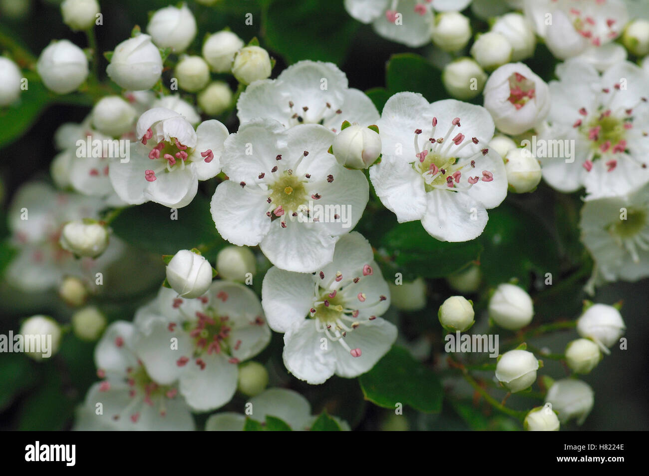 Singleseed Hawthorn (Crataegus monogyna) flowering, Lingewaal ...