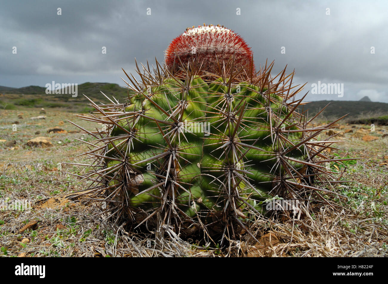 Turk's Cap Cactus (Melocactus intortus), Curacao, Dutch Antilles Stock ...