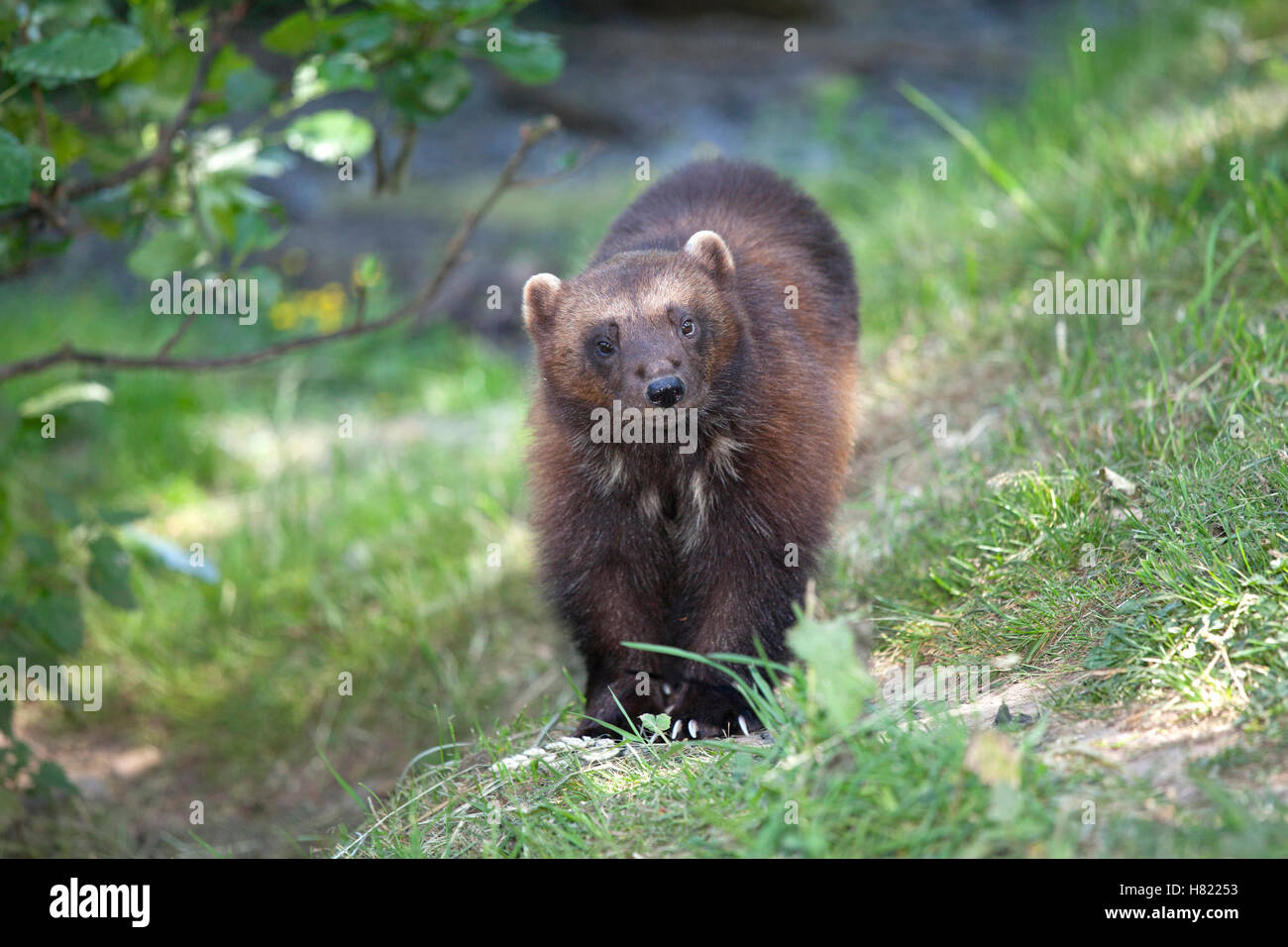 Wolverine (Gulo gulo Stock Photo - Alamy