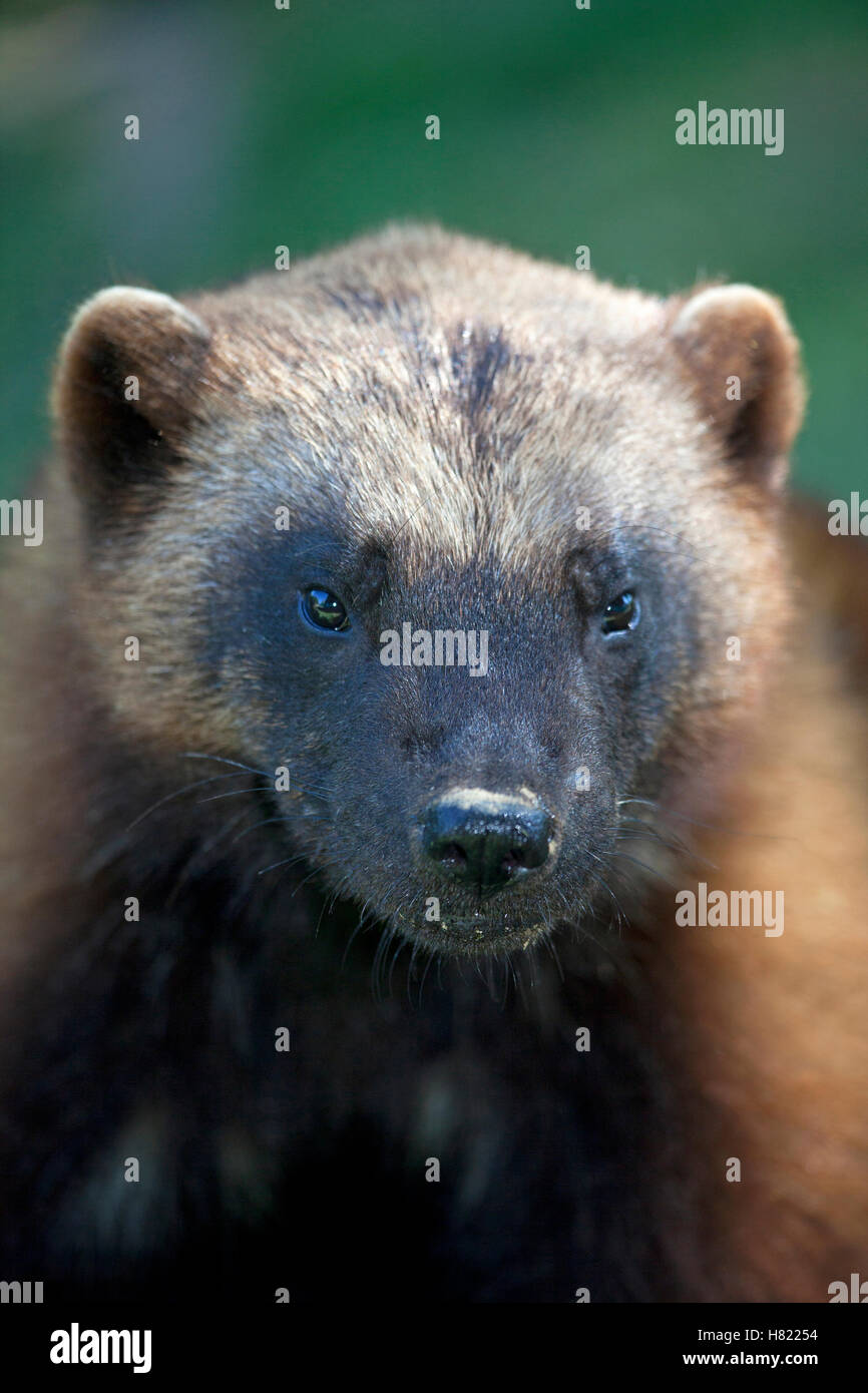 Wolverine (Gulo gulo Stock Photo - Alamy