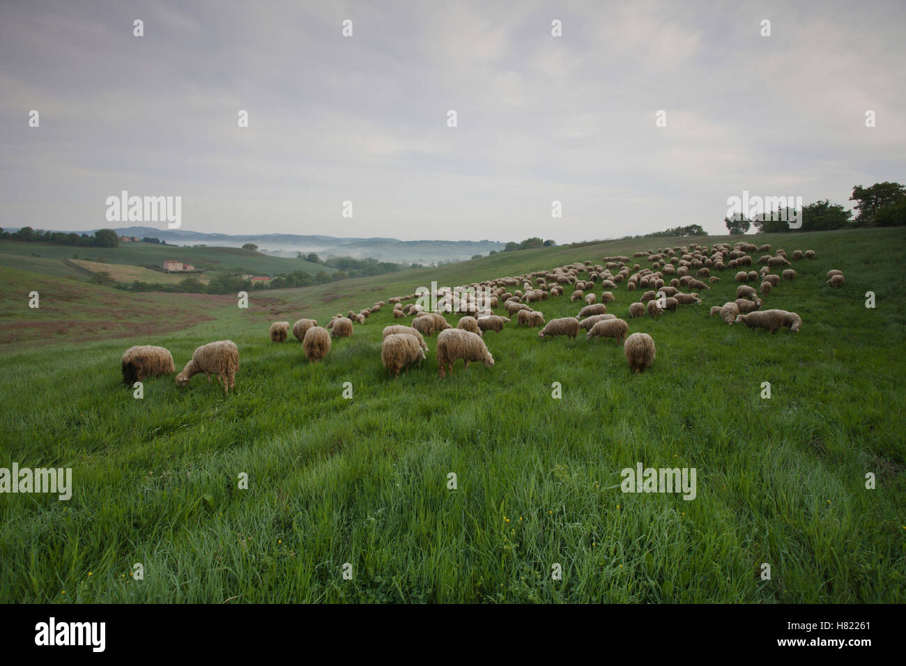 Domestic Sheep (Ovis aries) herd, Tuscany, Italy Stock Photo - Alamy