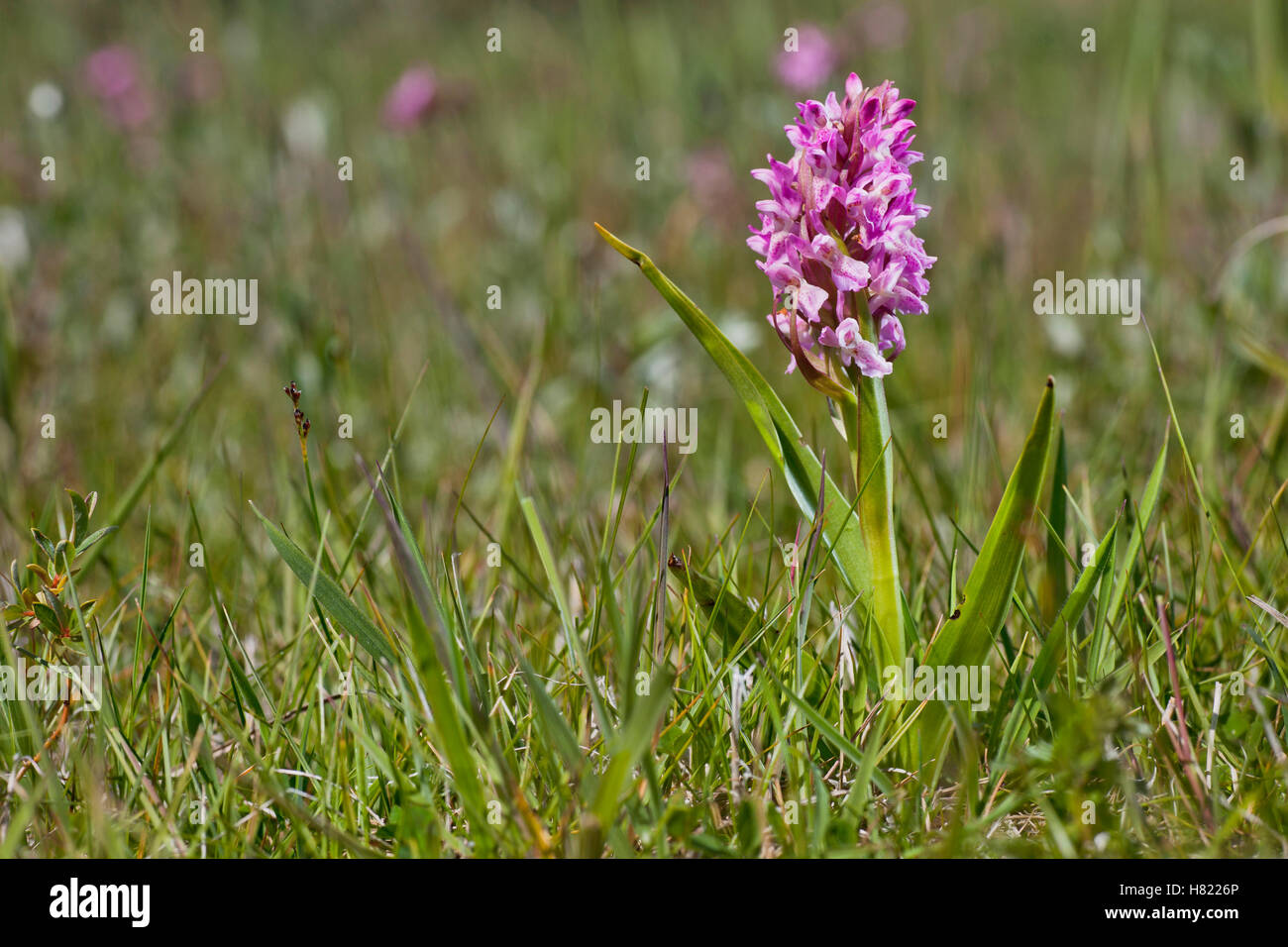 Early Marsh Orchid (Dactylorhiza incarnata) in field, Schiermonnikoog ...