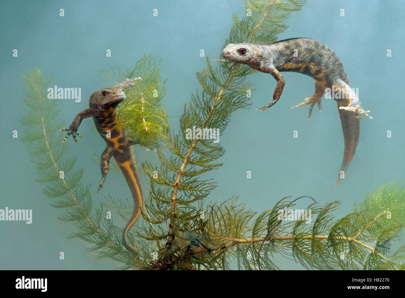 Alpine Crested Newt (Triturus carnifex) male and female pair, Veluwe ...