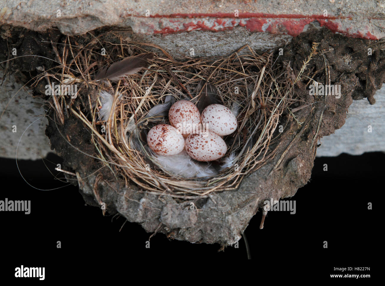 Barn Swallow (Hirundo rustica) nest with four eggs, Oderdelta, Poland ...