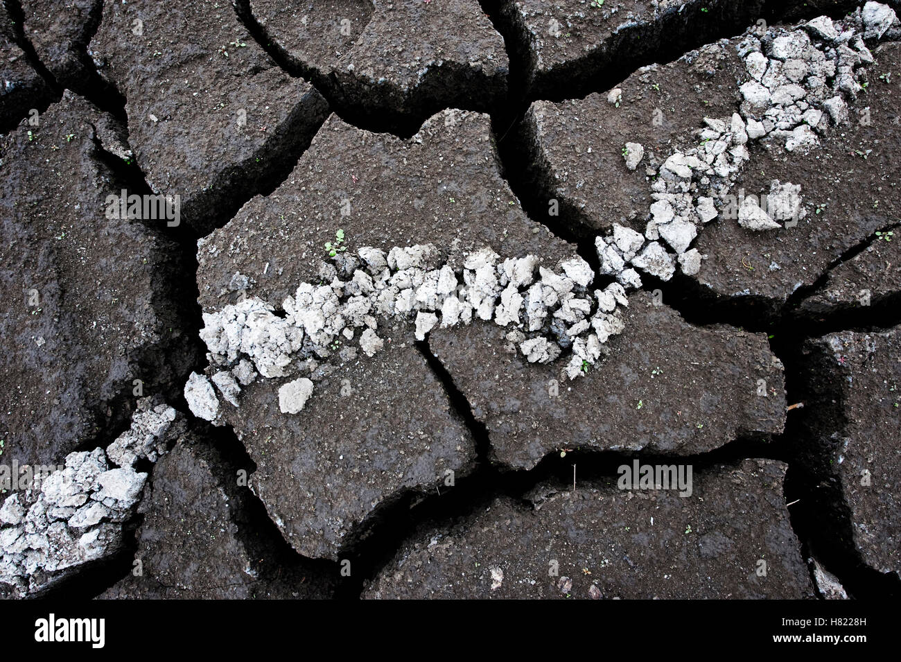 Cracked clay in a seasonal marsh, Tiengemeten Island, Tiengemeten ...