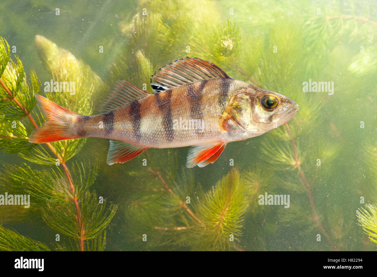 English Perch (Perca fluviatilis), Broek op Langedijk, Netherlands ...