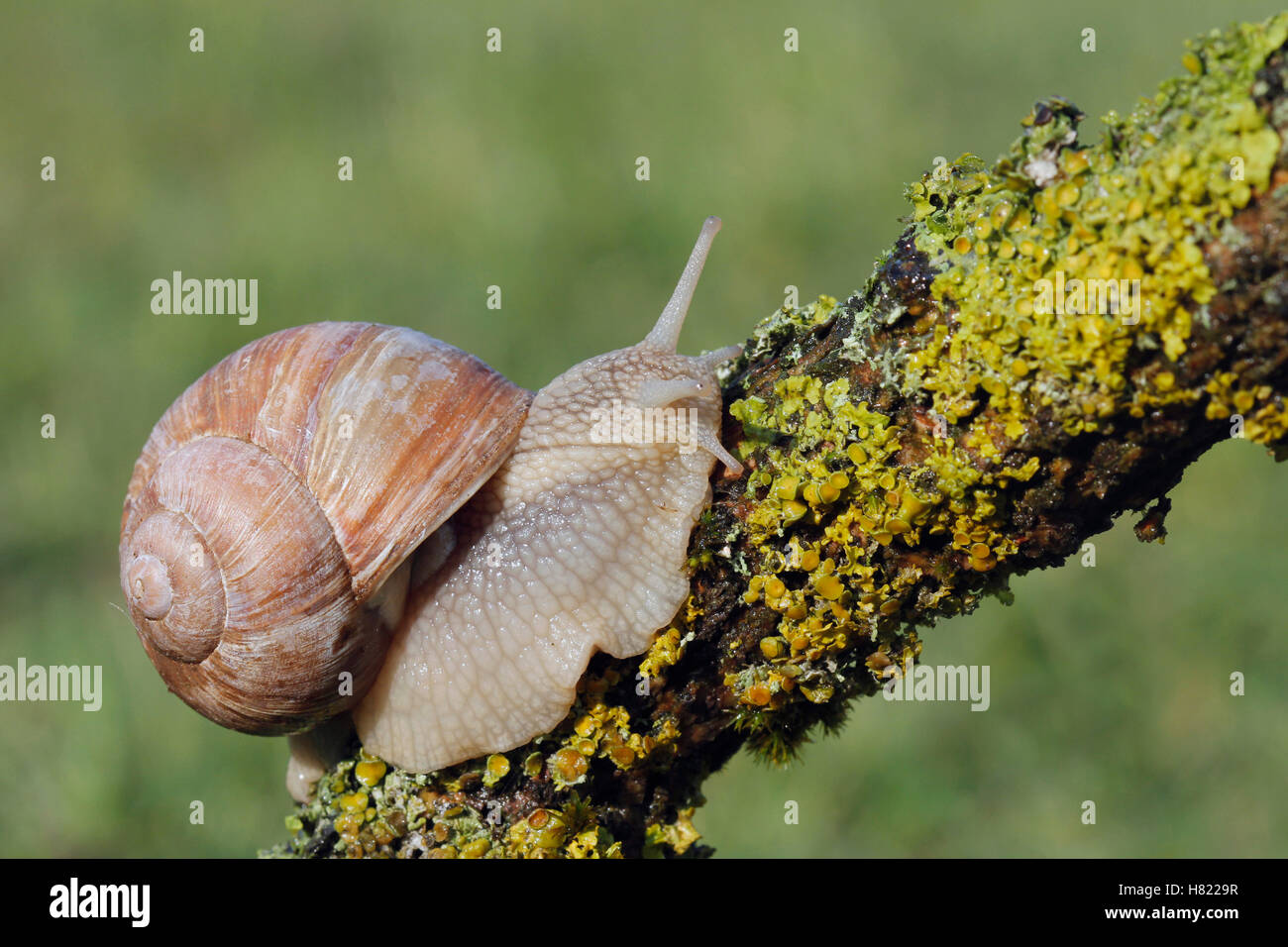Edible Snail (Helix pomatia), Hellenthal, Germany Stock Photo - Alamy