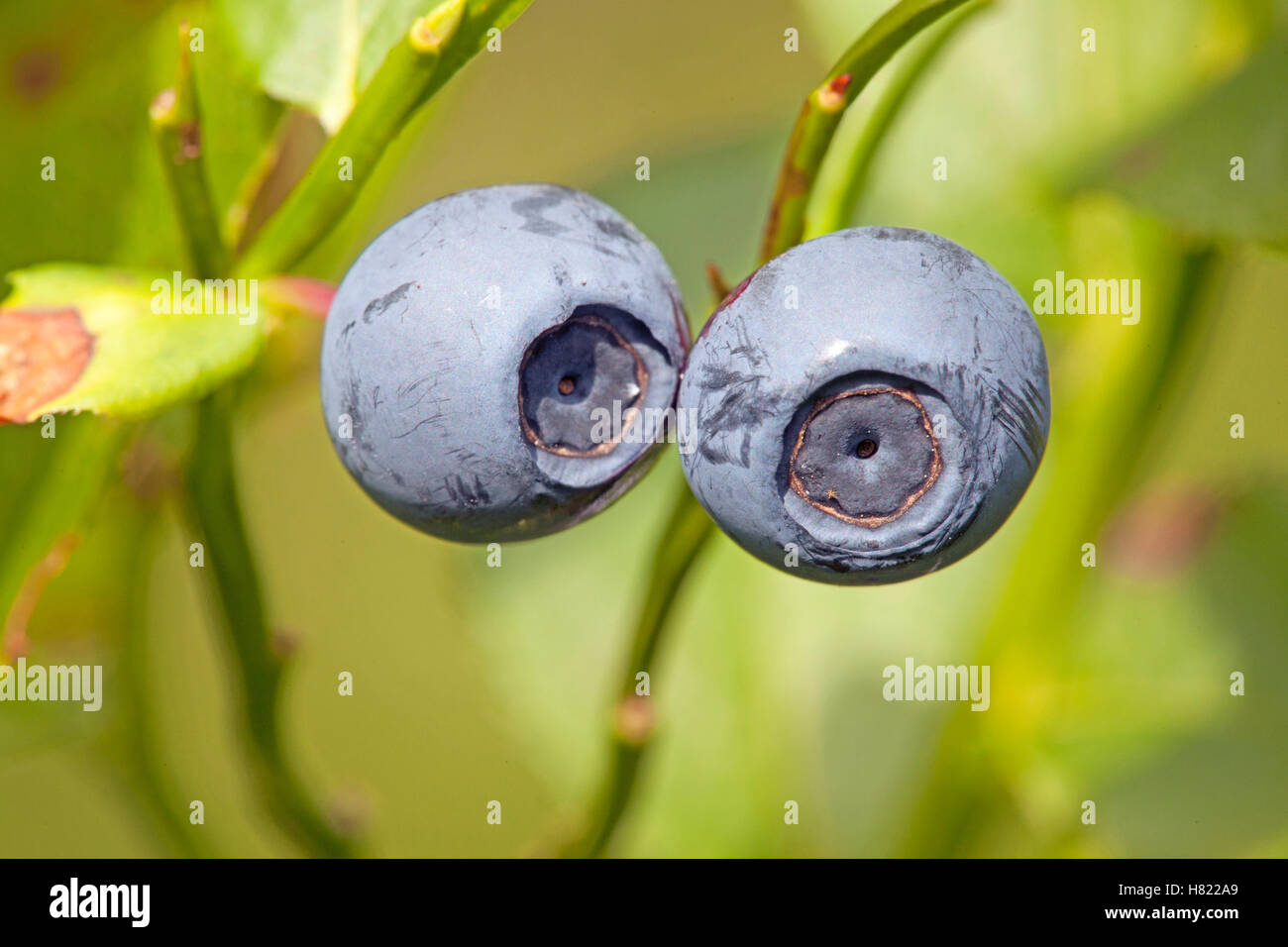 Bilberry (Vaccinium myrtillus) ripe fruits, Morvan Regional Natural ...