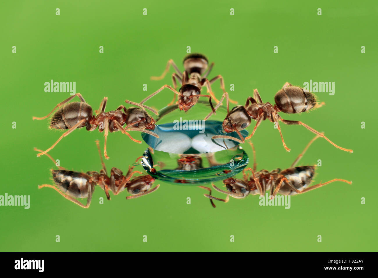 Three ants drinking from a droplet of water, Berkel en Rodenrijs ...