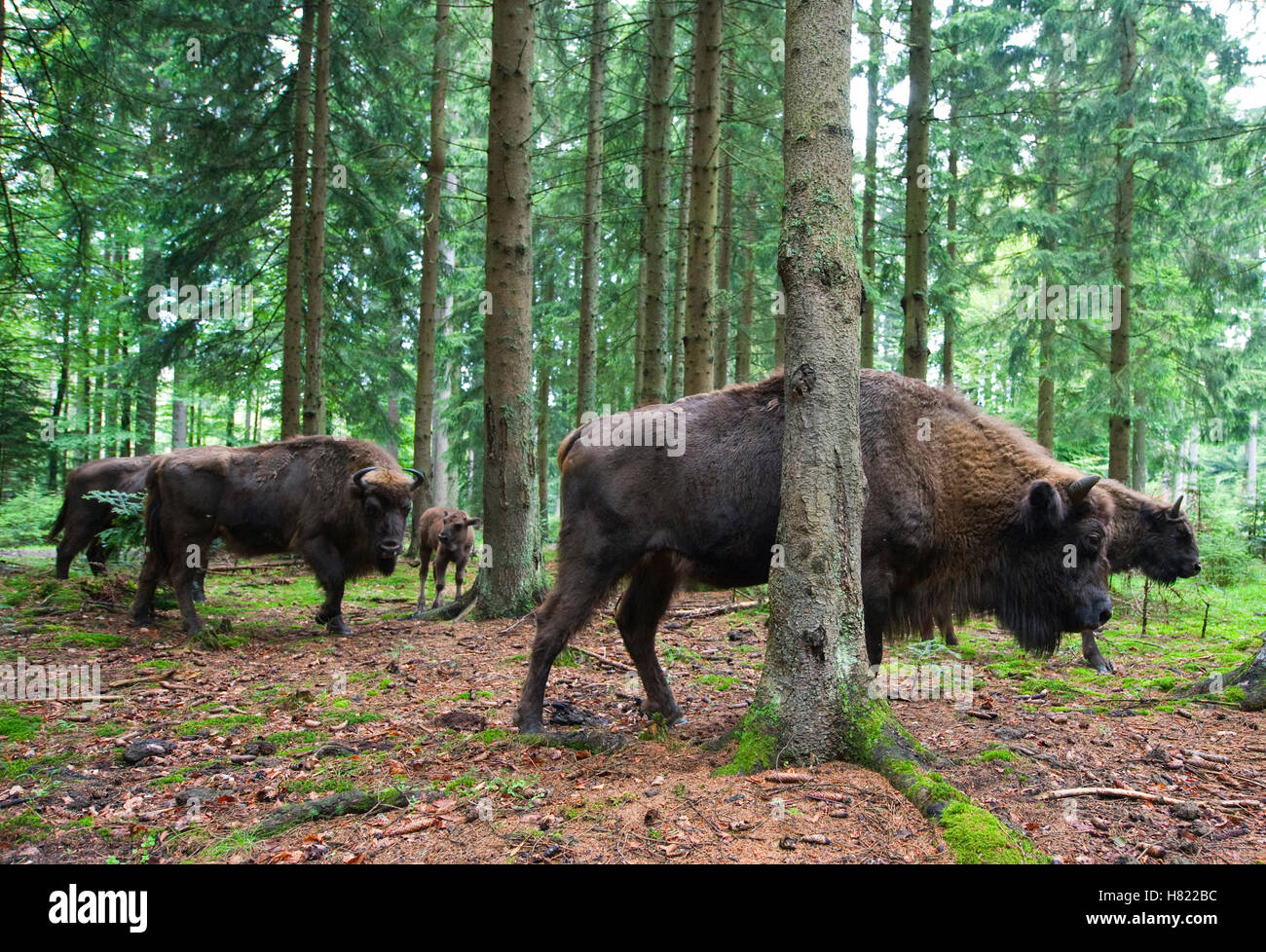 European Bison (Bison bonasus) herd moving through mountain forest ...