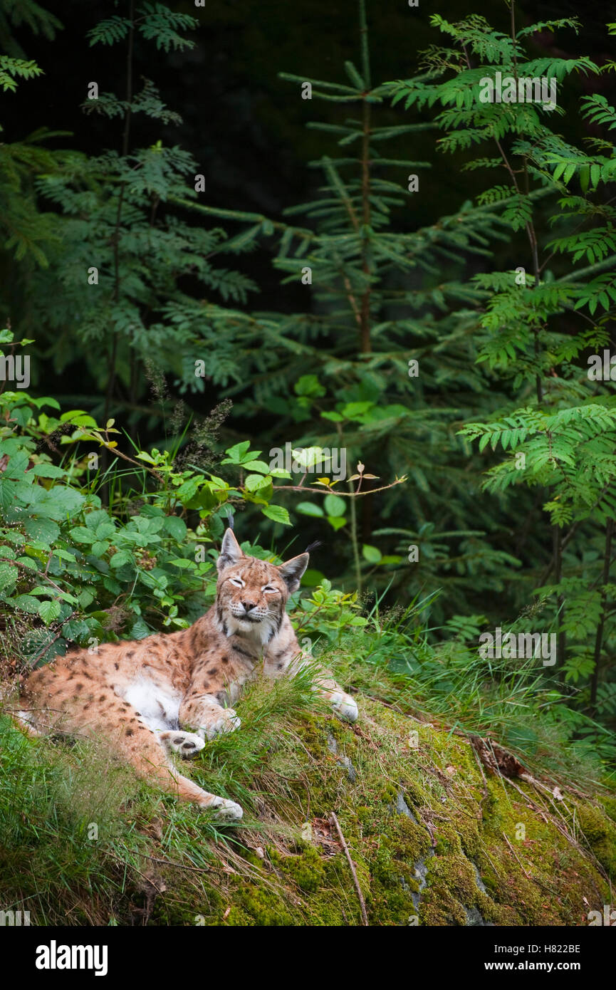 Eurasian Lynx (Lynx lynx) in forest habitat, Neuschonau, Germany Stock ...