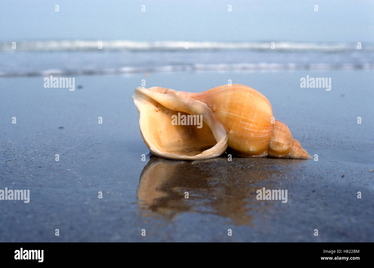 Red Whelk (Neptunea antiqua) shell on beach, Kijkduin, Netherlands ...