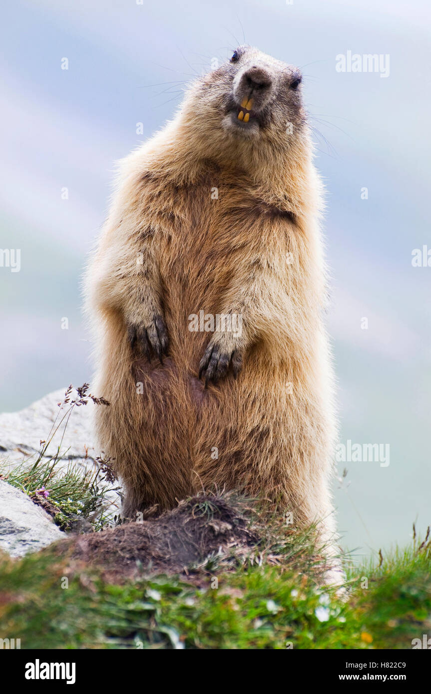 Alpine Marmot (Marmota marmota), Hohe Tauern National Park, Austria Stock Photo - Alamy