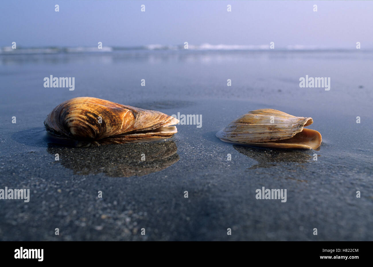 Blunt Gaper (Mya truncata) shells washed up shells, Kijkduin ...