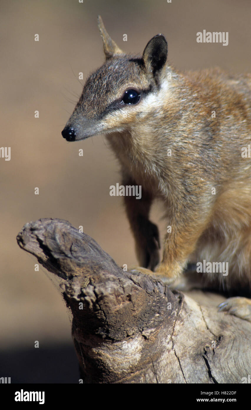 Numbat (Myrmecobius fasciatus), Australia Stock Photo - Alamy