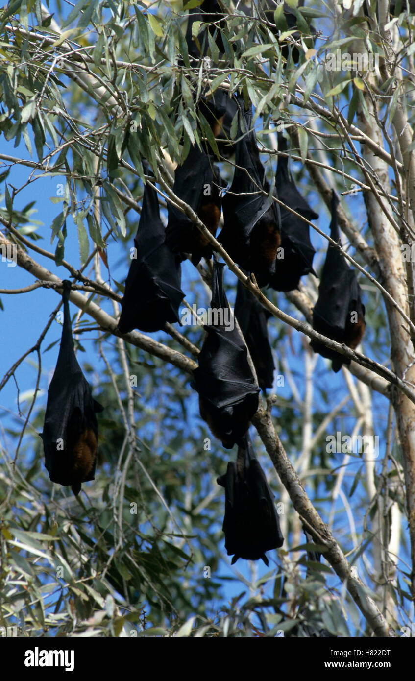 Black Flying Fox (Pteropus alecto) roosting, Australia Stock Photo - Alamy