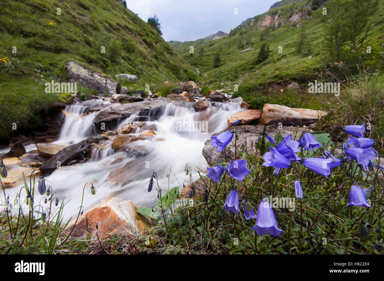 Earleaf Bellflower (Campanula cochlearifolia) near a mountain river ...