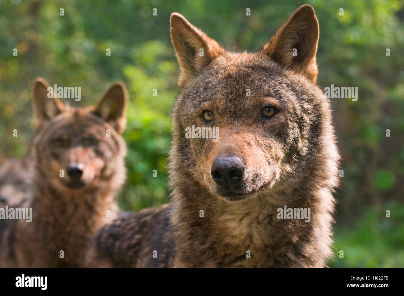 Iberian Wolf (Canis lupus signatus) pair, Netherlands Stock Photo - Alamy
