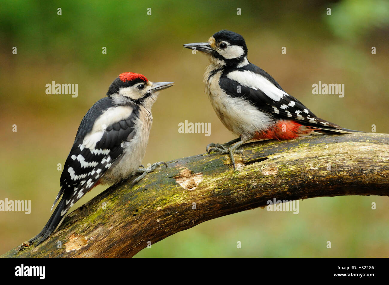 Great Spotted Woodpecker (Dendrocopos major) with juvenile, Veluwe ...