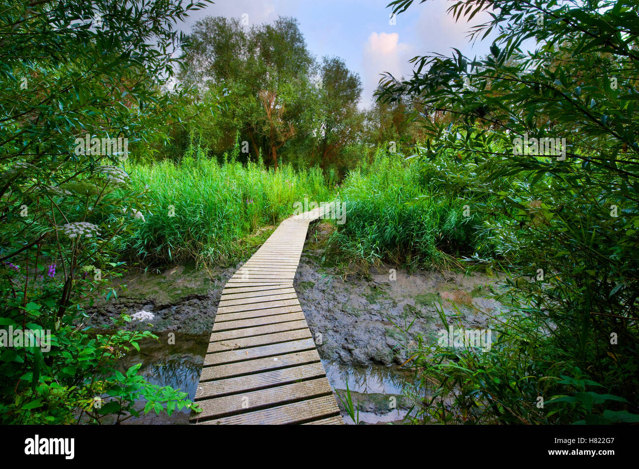 Boardwalk through tidal forest, Hoogvliet, Netherlands Stock Photo - Alamy