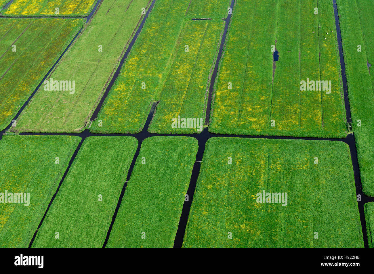Pastures, Waterland, Netherlands Stock Photo - Alamy