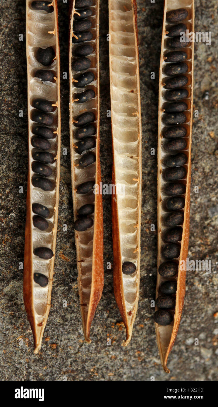 Azores Heather (Erica azorica) fruit valves with seeds, Maia, Portugal ...