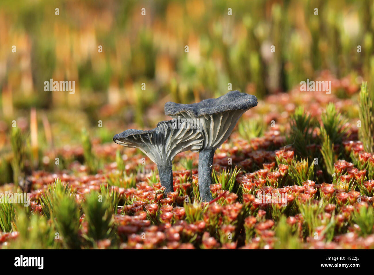 Verdigris Navel Mushroom (Arrhenia chlorocyanea) pair in moss, Neede ...