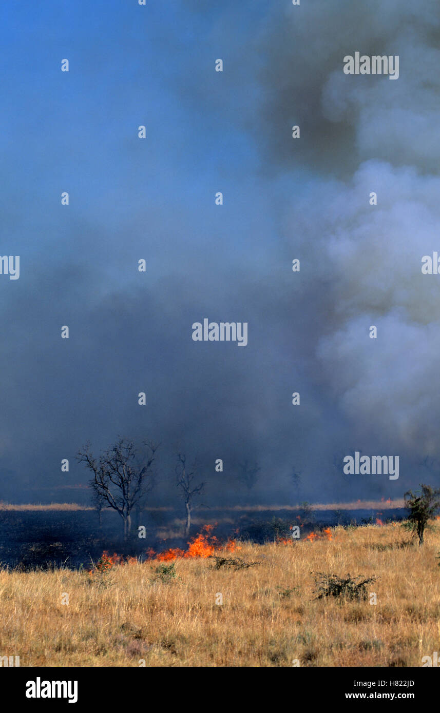 Controlled bushfire, Kakadu National Park, Australia Stock Photo - Alamy