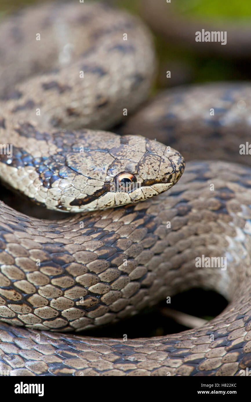 Smooth Snake (Coronella austriaca), Veluwe, Netherlands Stock Photo - Alamy