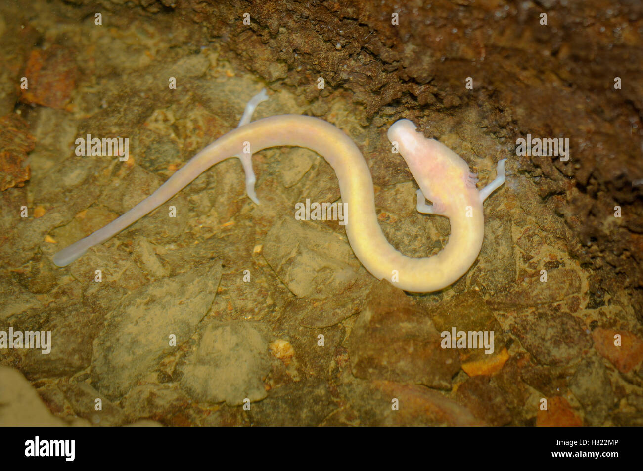 Olm (Proteus anguinus), a blind cave-dwelling amphibian, Slovenia Stock ...