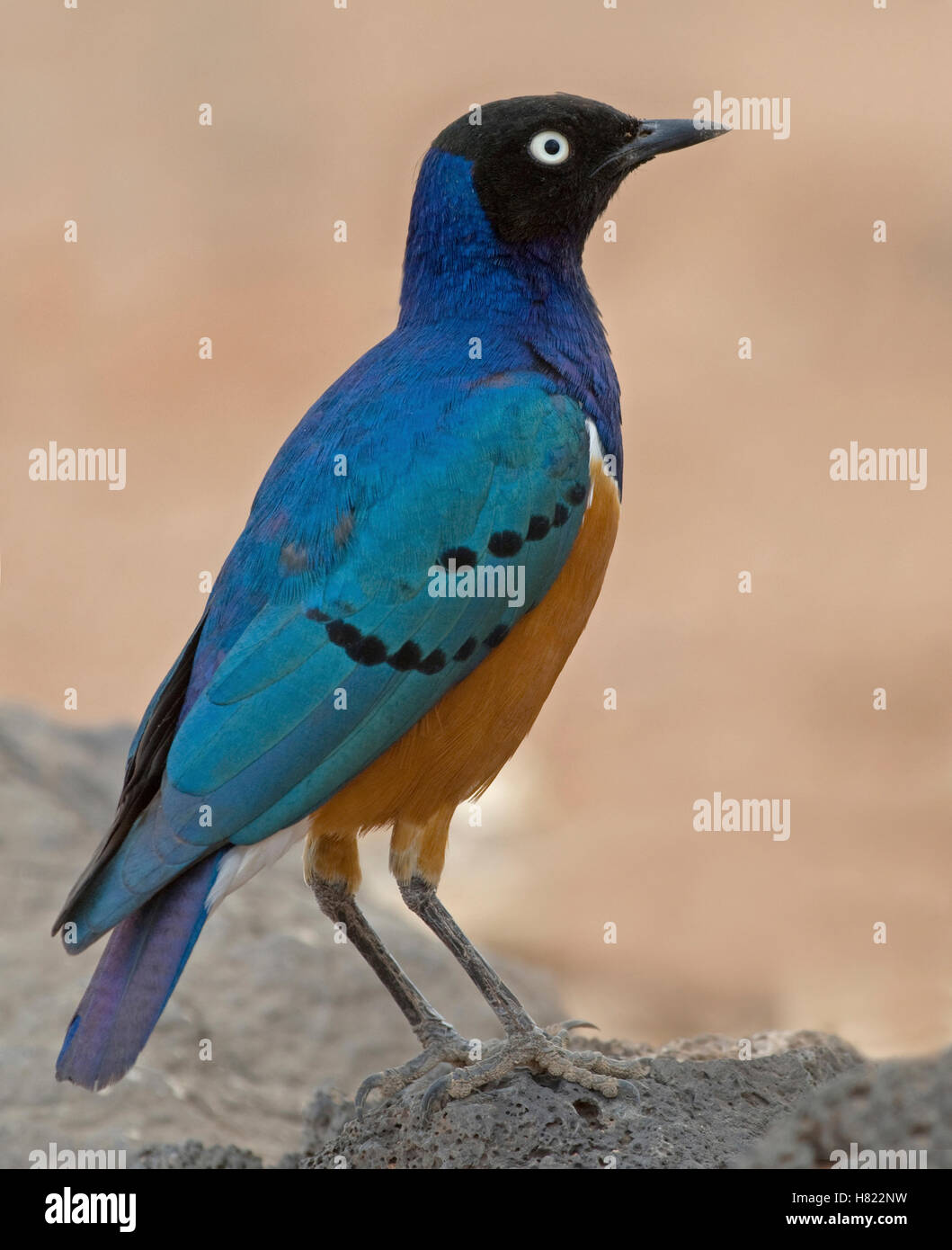 Superb Starling (Lamprotornis superbus), Samburu National Park, Kenya ...