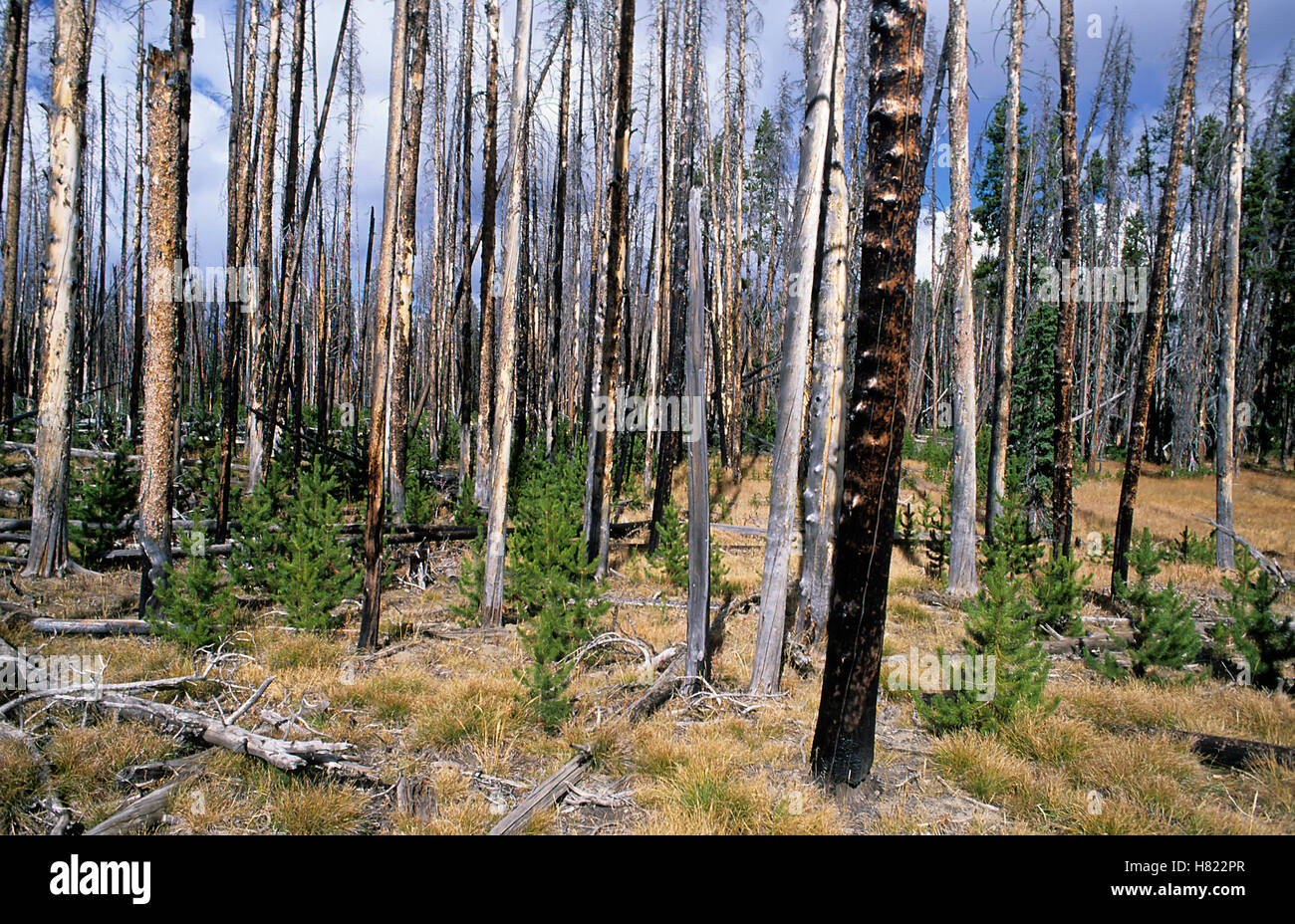 New growth after a forest fire, Yellowstone National Park, California ...