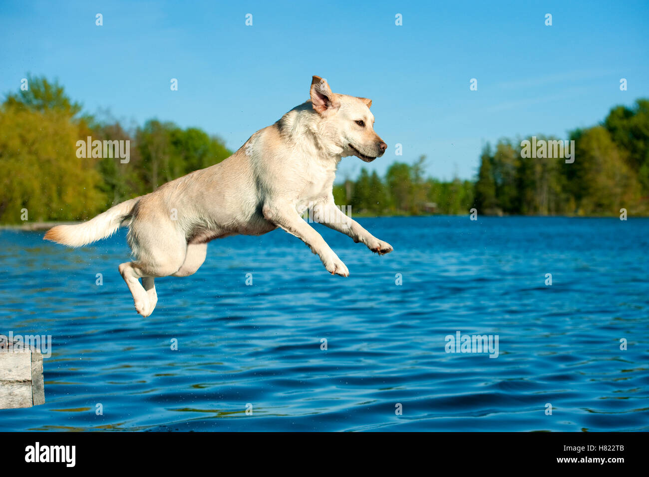 Yellow Labrador Retriever (Canis familiaris) jumping into lake off of ...