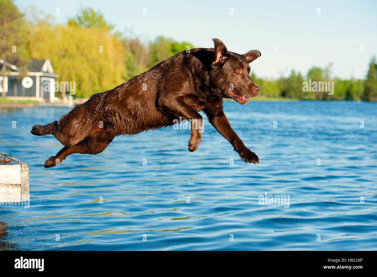 Chocolate Labrador Retriever (Canis familiaris) jumping into lake off ...
