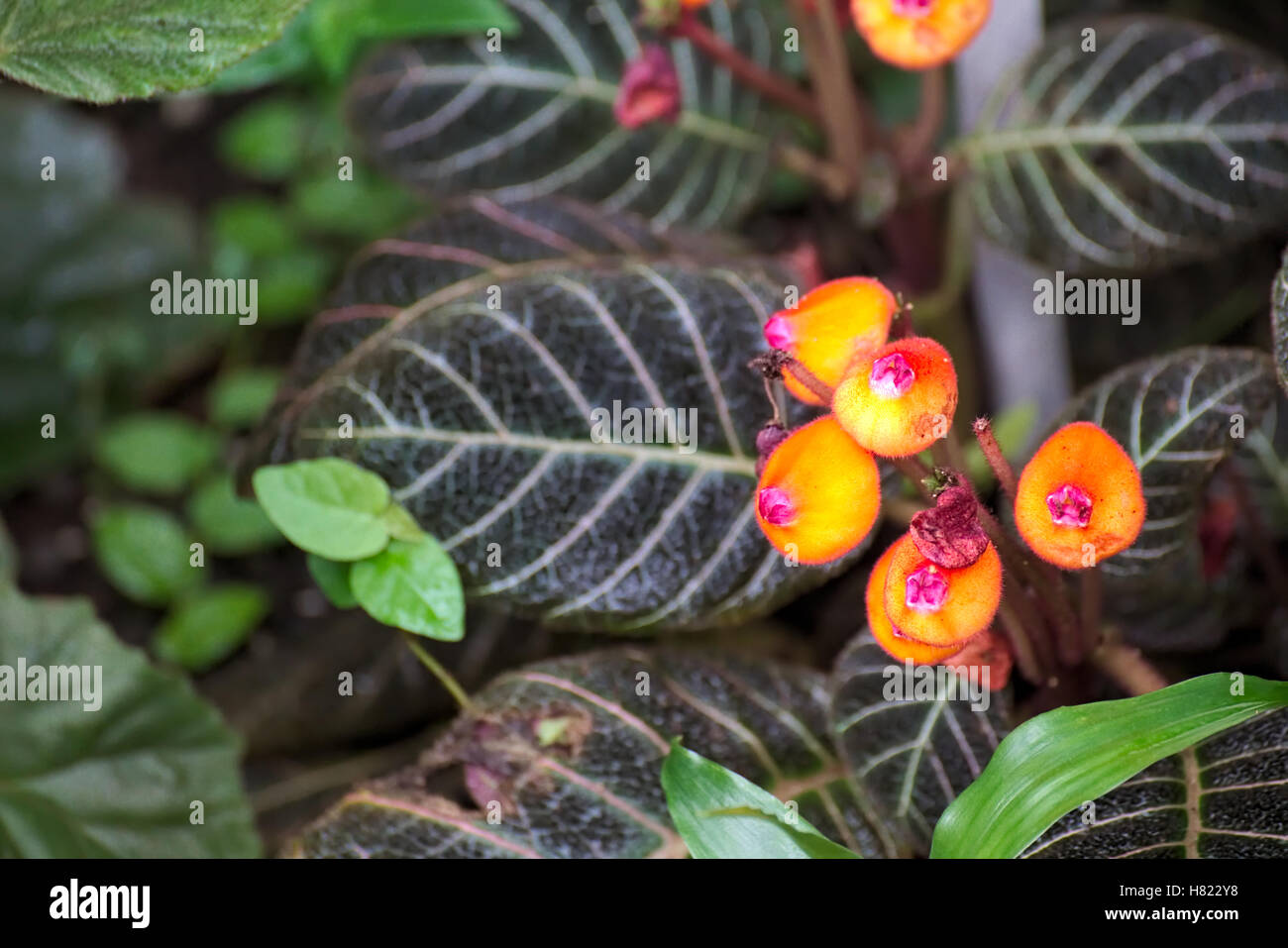 Blossoms and variegated leaves of Pearcea hypocyrtiflora Stock Photo ...