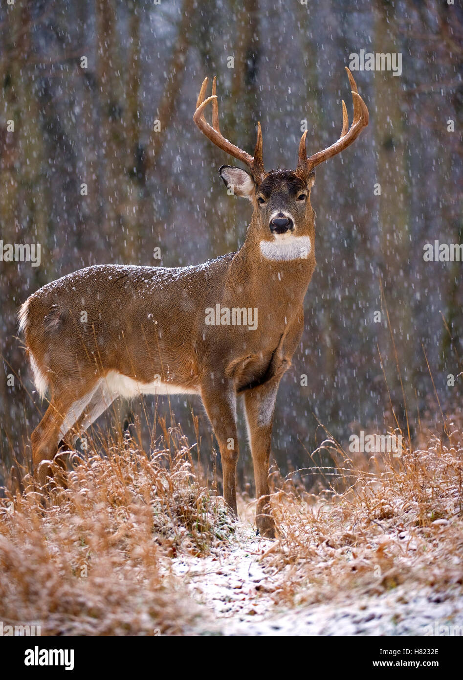 White-tailed Deer (Odocoileus virginianus) buck in snowfall, North ...