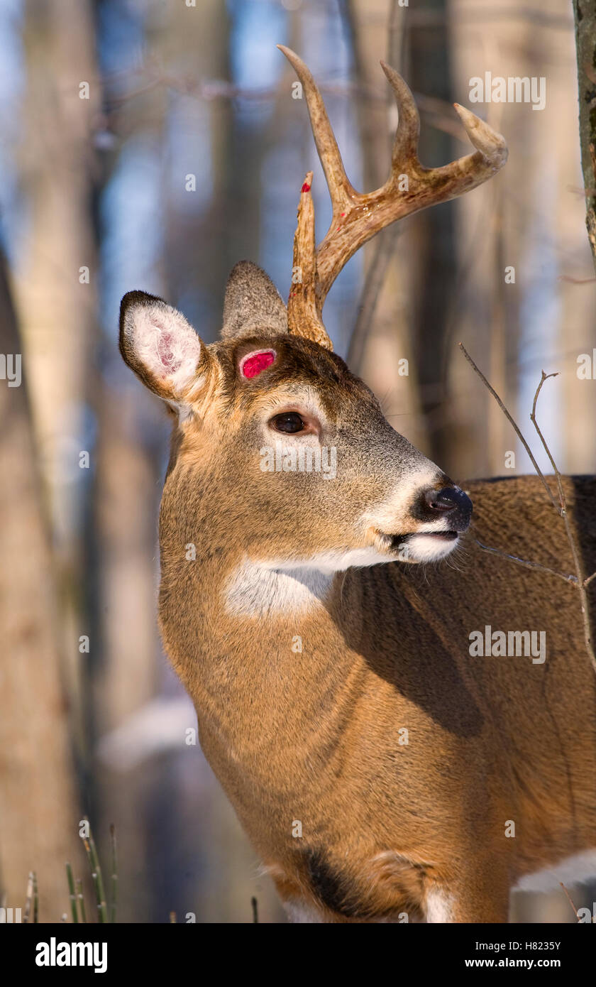 White-tailed Deer (Odocoileus virginianus) buck with shed antler, North ...