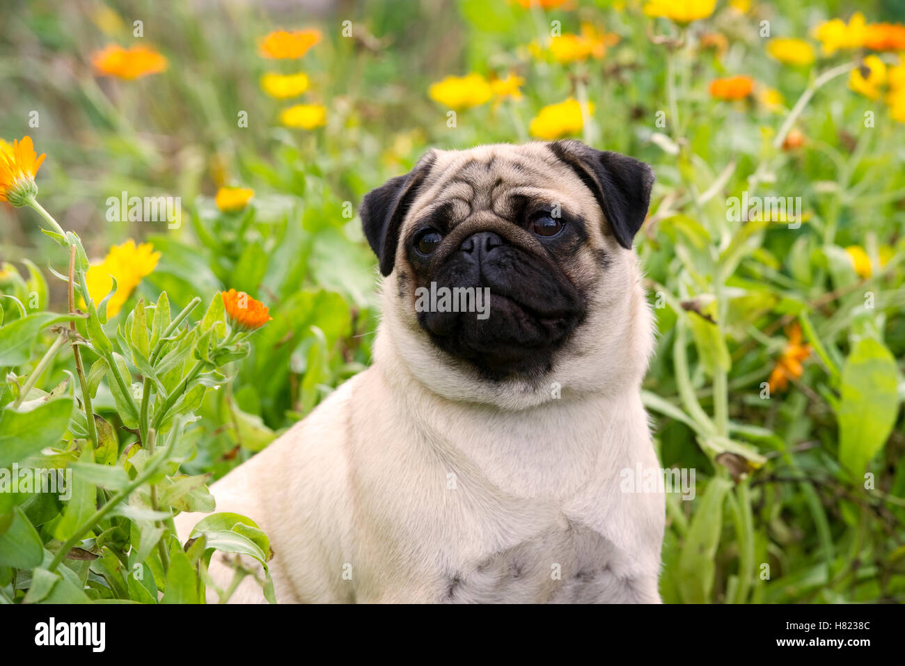 Pug (Canis familiaris Stock Photo - Alamy