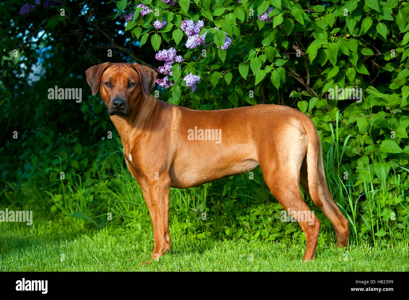 Rhodesian Ridgeback (Canis familiaris Stock Photo - Alamy
