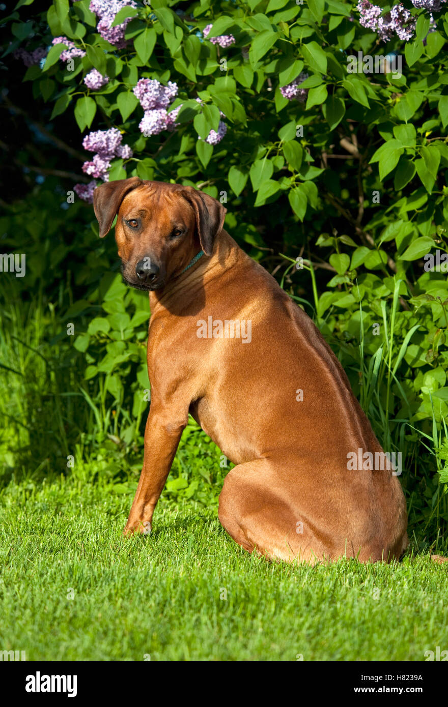 Rhodesian Ridgeback (Canis familiaris Stock Photo - Alamy