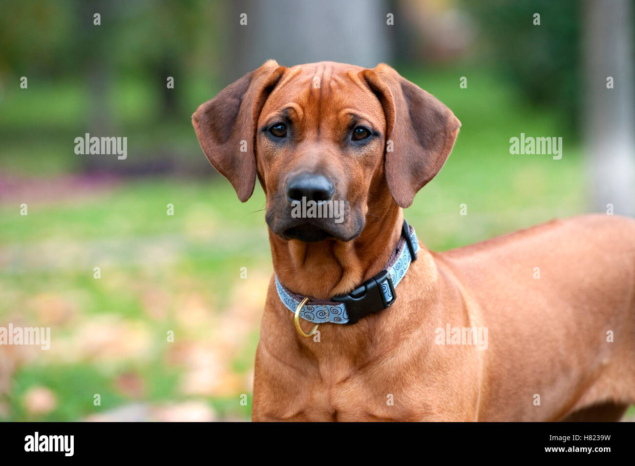 Rhodesian Ridgeback (Canis familiaris) puppy Stock Photo - Alamy