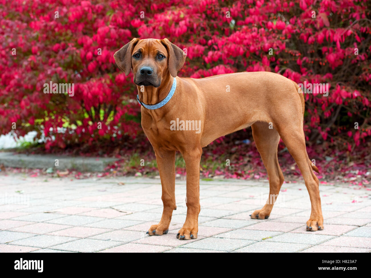 Rhodesian Ridgeback (Canis familiaris) puppy Stock Photo - Alamy