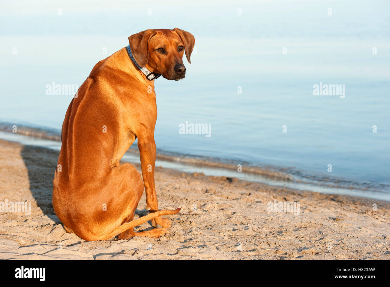 Rhodesian Ridgeback (Canis familiaris) on beach Stock Photo - Alamy
