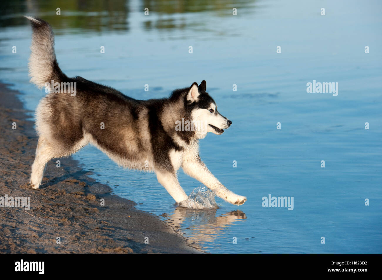 Siberian Husky (Canis familiaris) running into water Stock Photo - Alamy