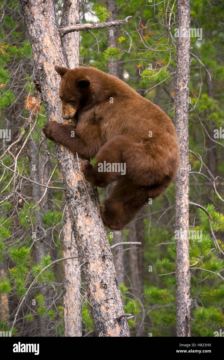 Black Bear (Ursus americanus) climbing tree, North America Stock Photo ...
