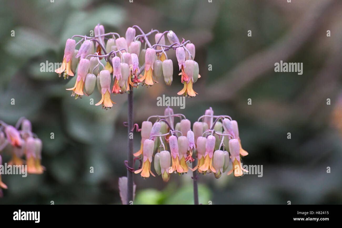 Qplant hi-res stock photography and images - Alamy