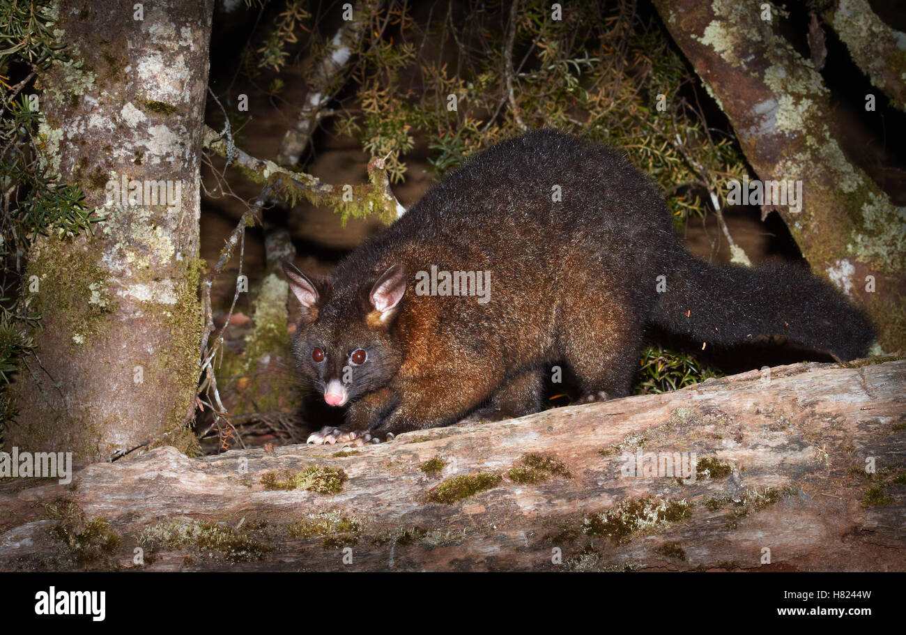 Common Brush-tailed Possum (Trichosurus vulpecula) at night, Cradle ...