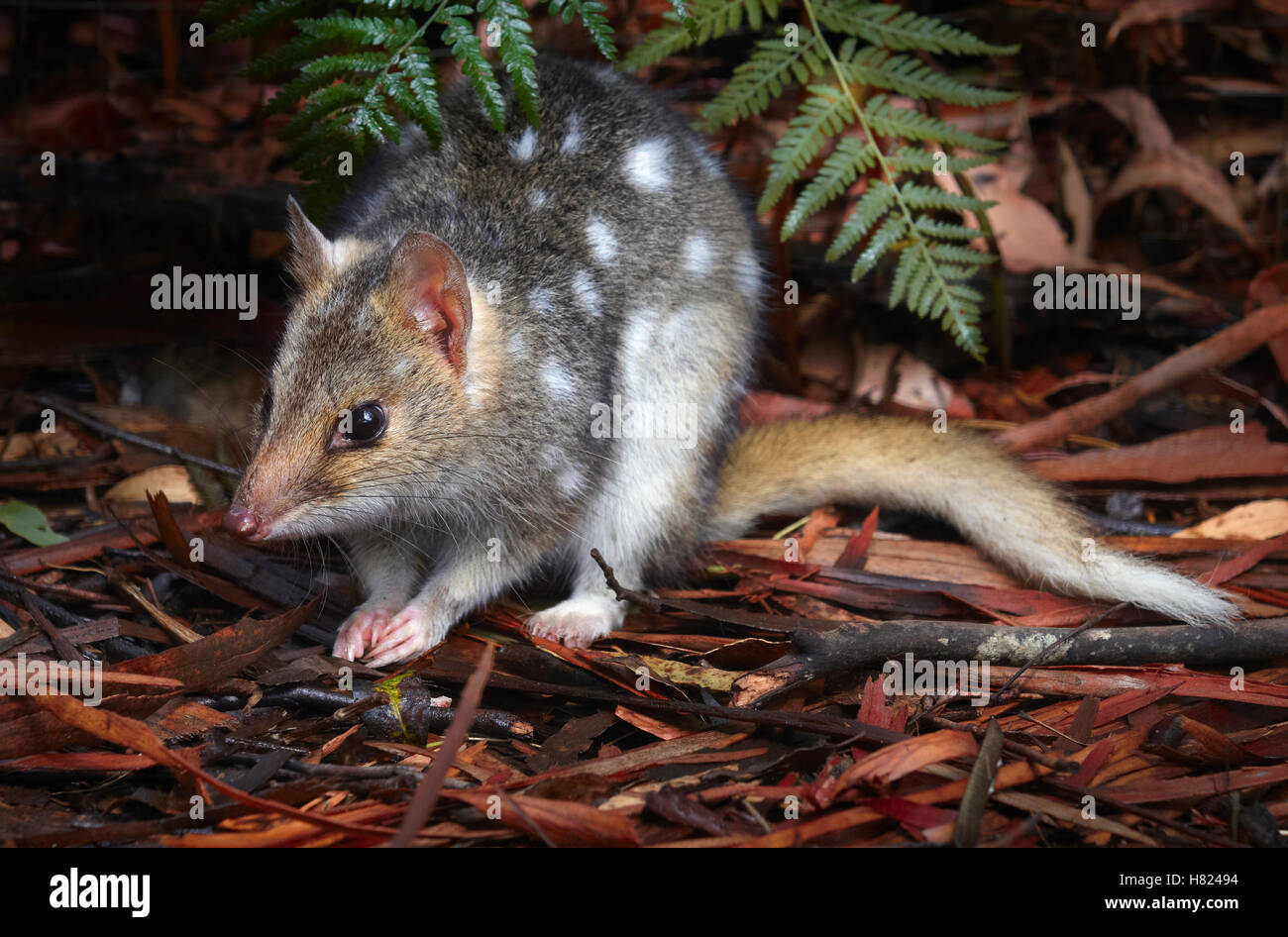 Eastern Quoll (Dasyurus viverrinus), Tasmania, Australia Stock Photo ...