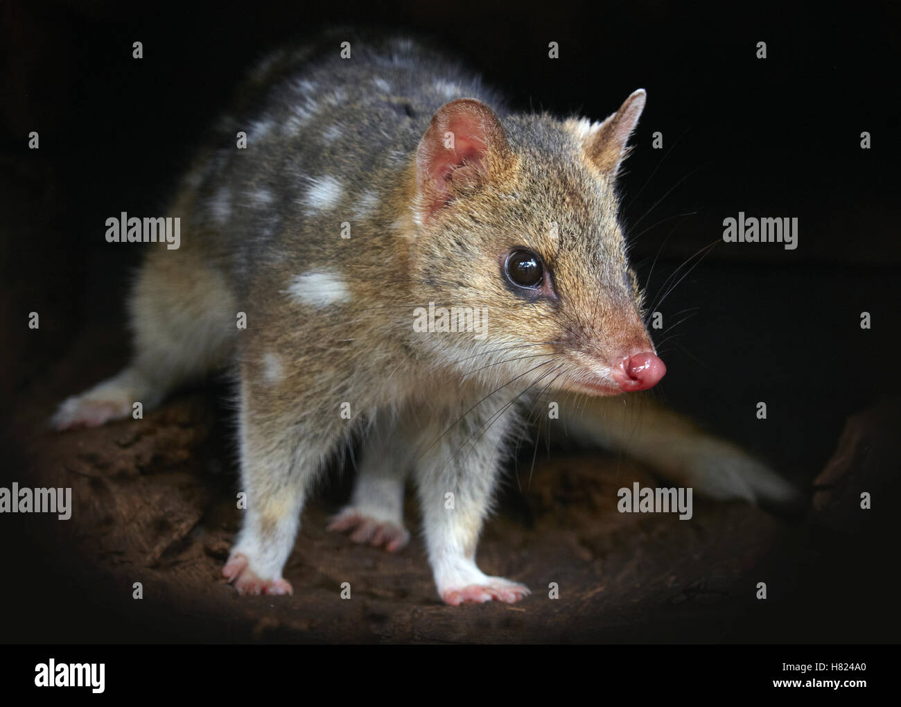 Eastern Quoll (Dasyurus viverrinus), Tasmania, Australia Stock Photo ...