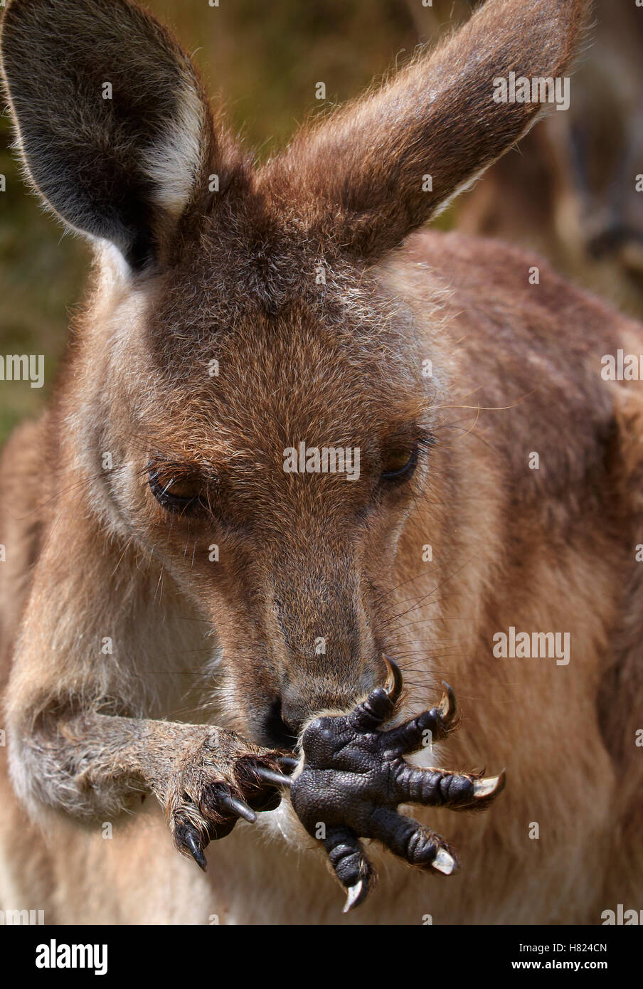 Eastern Grey Kangaroo (Macropus giganteus) licking arms to stay cool ...